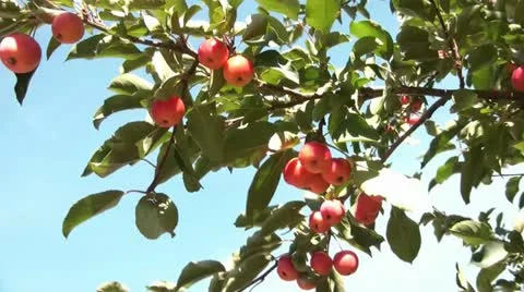 Apple Picking Stock Footage ~ Royalty Free Stock Videos | Pond5