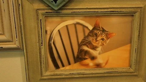 Picture Of Caty Stock Videos – Royalty-Free HD & 4K Videos