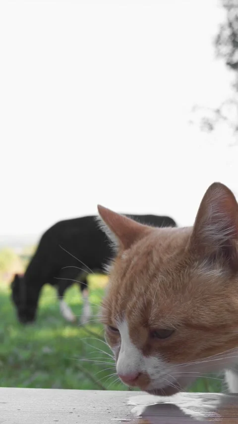 Pictue Scene Stock Videos – Royalty-Free HD & 4K Videos