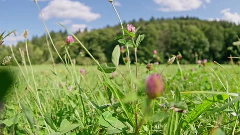 Picture Of Agrea Stock Videos – Royalty-Free HD & 4K Videos