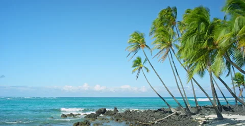 Picture Palm Stock Videos – Royalty-Free HD & 4K Videos