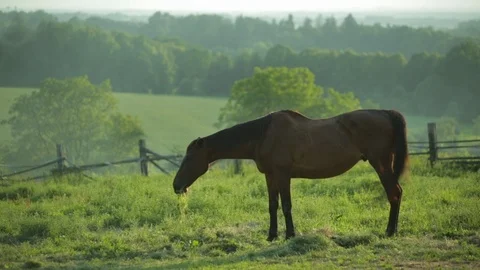 Picture Of Rebuplic Stock Videos – Royalty-Free HD & 4K Videos