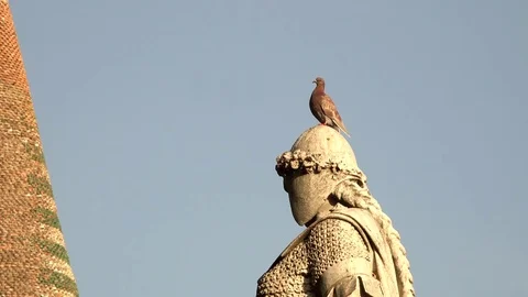 Pidgeon Stock Videos – Royalty-Free HD & 4K Videos | Page 2