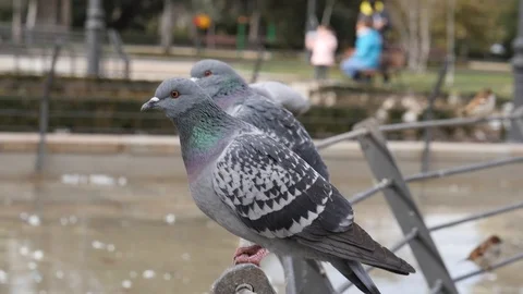Pidgon standing and flying away. | Stock Video | Pond5