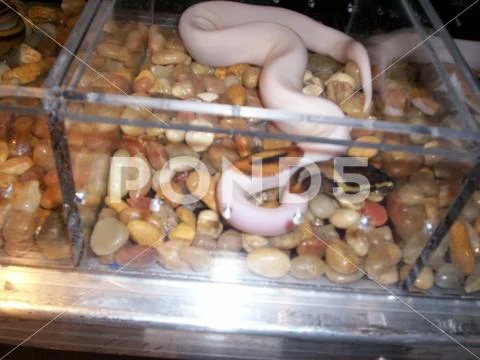 Pied ball python tongue flick. A pied ball python on black background ...