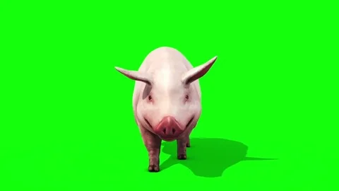 Pig Green Screen Stock Video Footage | Royalty Free Pig Green Screen ...