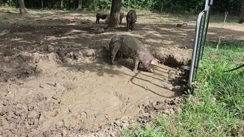 Pig animal walking into mud pit then uri... | Stock Video | Pond5
