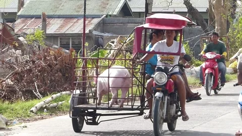 A pig being transported in a Motor tricy... | Stock Video | Pond5