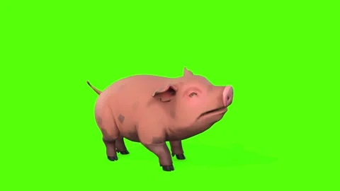 Pig Eating Green Screen Animation 3D Ren... | Stock Video | Pond5