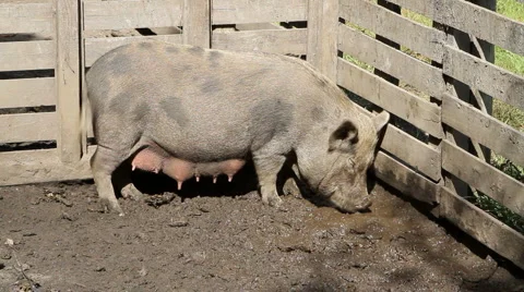 Pigs Eating Slop Stock Video Footage | Royalty Free Pigs Eating Slop ...