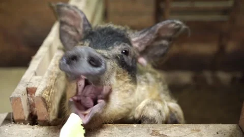 Pigging Out Stock Video Footage | Royalty Free Pigging Out Videos | Pond5