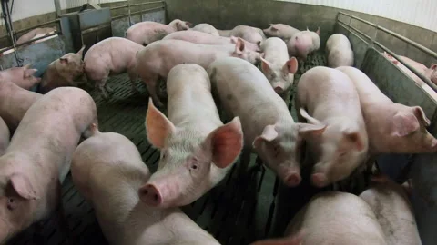 A pig farm with a large number of pigs. ... | Stock Video | Pond5