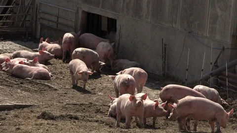 Pig farm with many pigs | Stock Video | Pond5