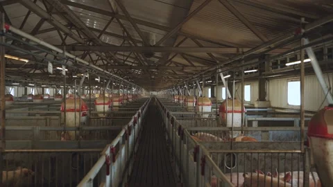 Pig farm, pig pens, pig breeding complex | Stock Video | Pond5