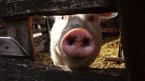 Pig Sounds Stock Videos – Royalty-Free HD & 4K Videos | Pond5
