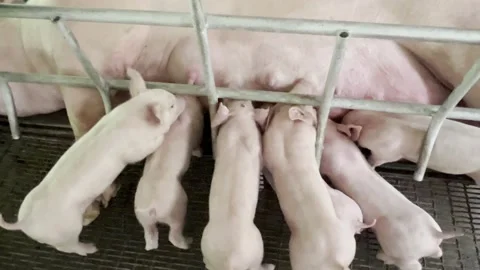 pig farm , View of Pigs At Livestock Far... | Stock Video | Pond5