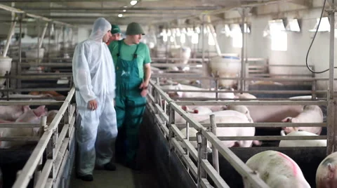 Pig Stock Videos – Royalty-Free HD & 4K Videos