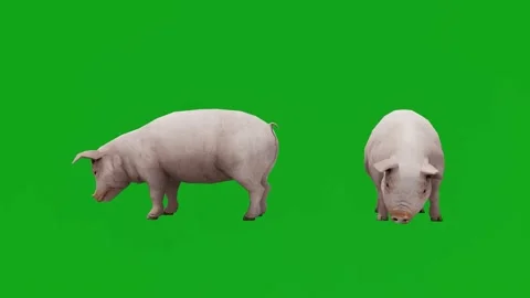 pig green screen eating on a green scree... | Stock Video | Pond5