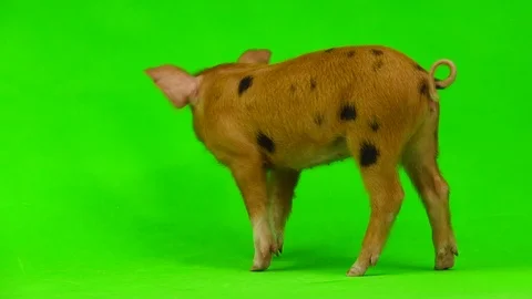 pig isolated on a green background in st... | Stock Video | Pond5