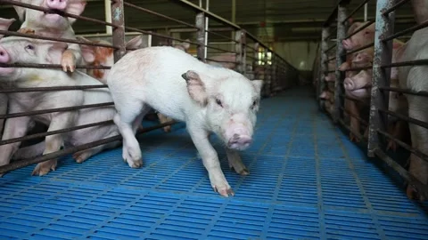 Pig near death. Unhealthy sick animal in... | Stock Video | Pond5