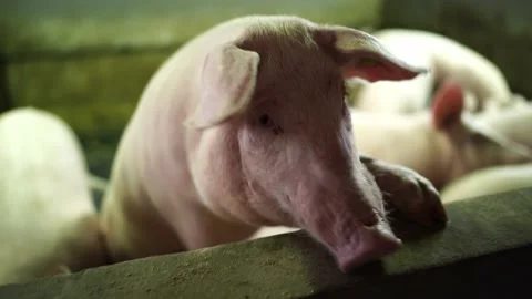 Pig picks up food from the top bar of a ... | Stock Video | Pond5