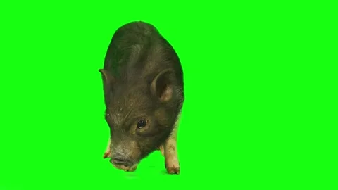 Pig Green Screen Stock Video Footage | Royalty Free Pig Green Screen ...