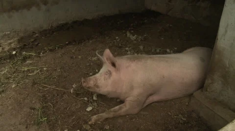 Pig in pigsty, oinking, China | Stock Video | Pond5