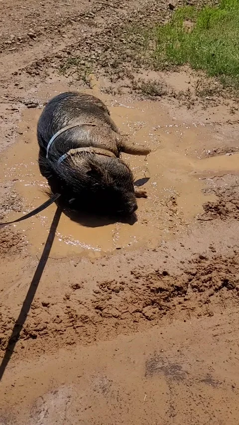 Pig Rolling In Mud Stock Video Footage | Royalty Free Pig Rolling In ...