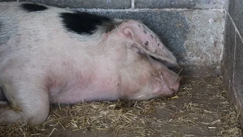 Pig Oinking Stock Video Footage | Royalty Free Pig Oinking Videos | Pond5