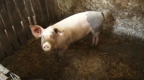 Pig Screaming Stock Video Footage | Royalty Free Pig Screaming Videos ...