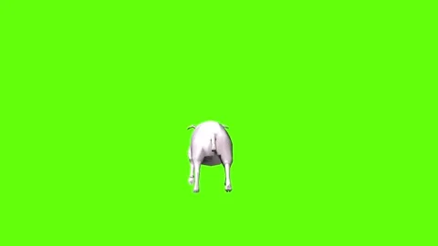 Pig walk green screen animation 3D rende... | Stock Video | Pond5