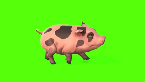 Pig Walking Green Screen Animation 3D Re... | Stock Video | Pond5