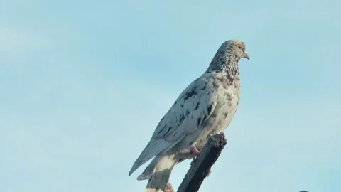 a pigeon from a breed doing back flips w... | Stock Video | Pond5