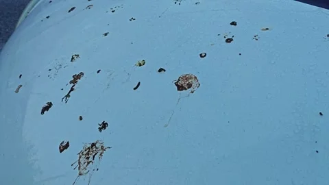 pigeon droppings | Stock Video | Pond5