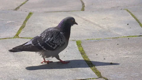 Pigeon walking around and pooping | Stock Video | Pond5