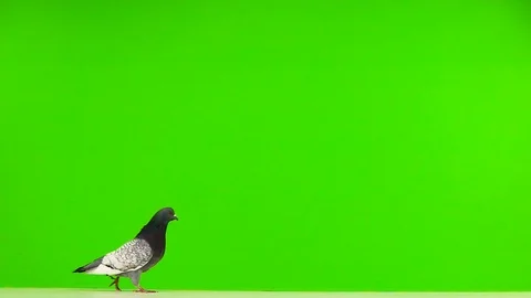 Pigeons Green Screen Stock Footage ~ Royalty Free Stock Videos | Pond5