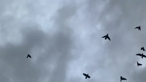 Birds Flying Overhead Stock Video Footage | Royalty Free Birds Flying ...