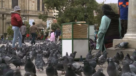 Indigenous Bird Stock Footage ~ Royalty Free Stock Videos | Pond5