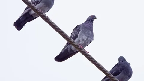 Pigeons on Power Lines | Stock Video | Pond5