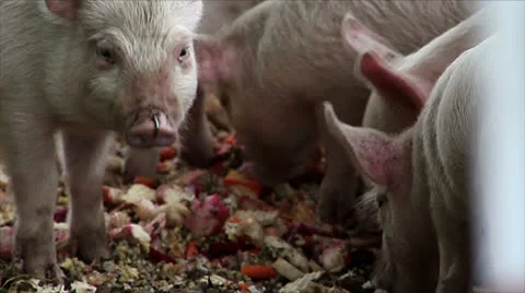 Pigs Eating Slop Stock Video Footage | Royalty Free Pigs Eating Slop ...