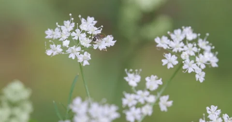 Pignut (Conopodium majus) flower with be... | Stock Video | Pond5
