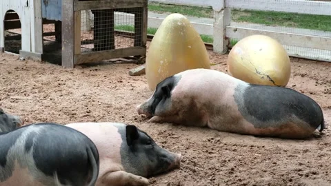 Pigs and their daily behavior | Stock Video | Pond5