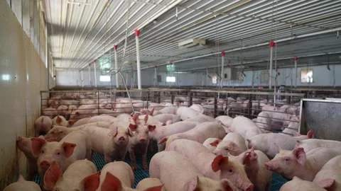 Pigs behind bars of cages. Many swine ho... | Stock Video | Pond5