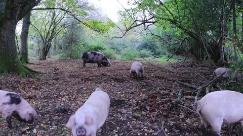 Pigs eating acorns durring the Pannage s... | Stock Video | Pond5