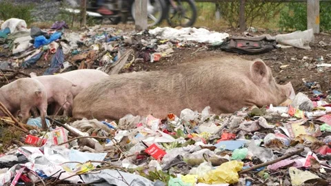 Pigs eating garbage and bigger garbage l... | Stock Video | Pond5