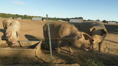 Pigs Eating Sniffing Troth Fence Suffolk... | Stock Video | Pond5