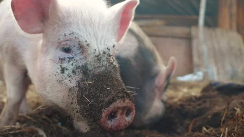 pigs on farm. pig running on farm the gr... | Stock Video | Pond5