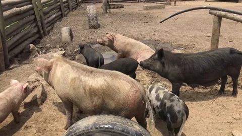 Pigs Having Fun in Their Enclosure | Stock Video | Pond5