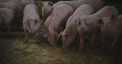 Pigs At Livestock Farm Group Of Piglets ... | Stock Video | Pond5