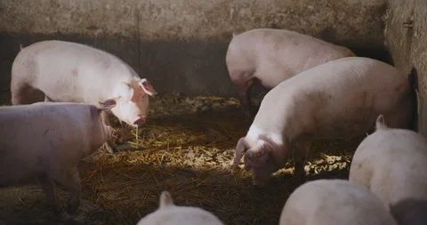 Pigs At Livestock Farm Pork Meat Product... | Stock Video | Pond5